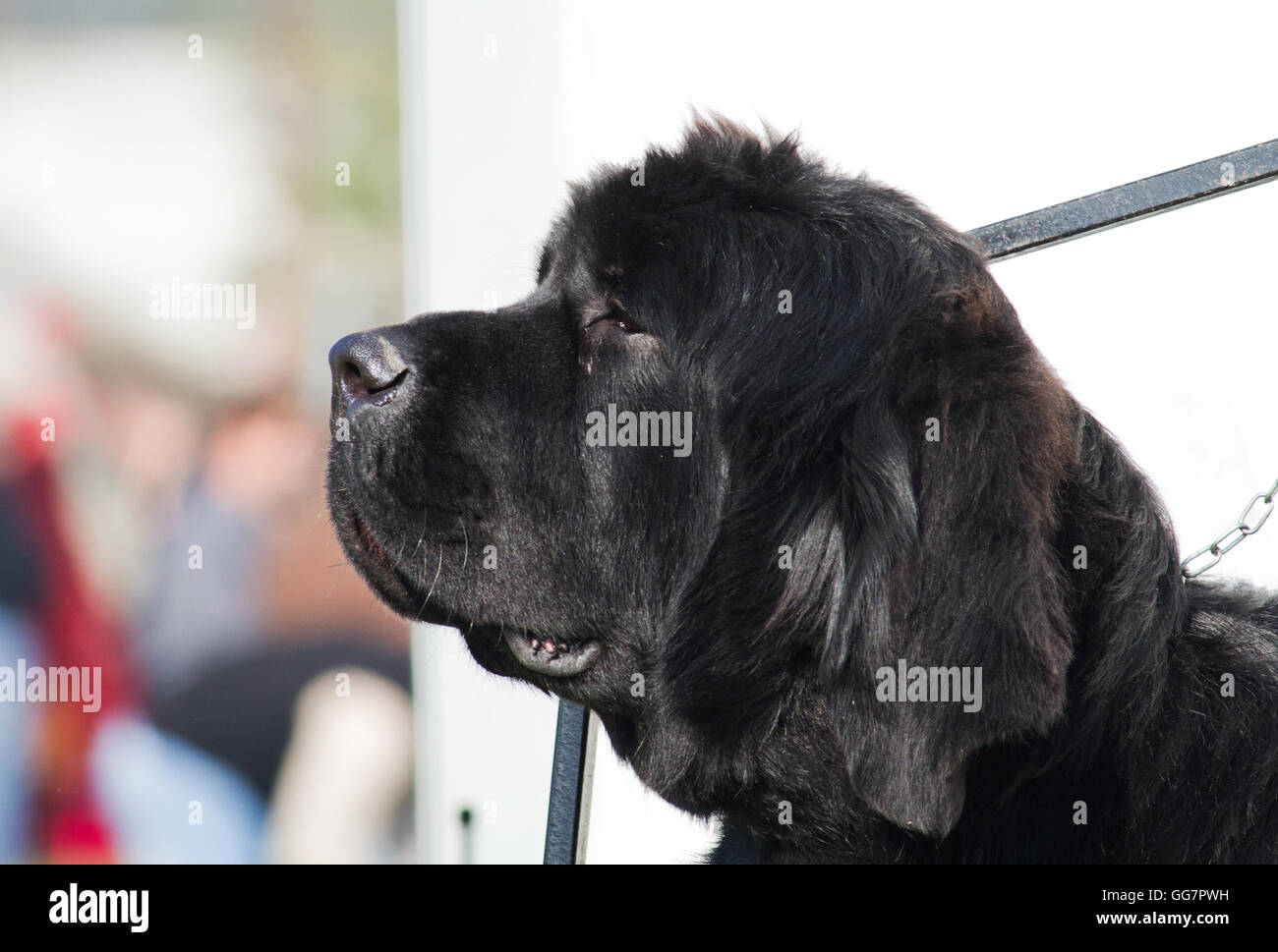 Purebred Newfoundland dog portrait portrait Stock Photo - Alamy