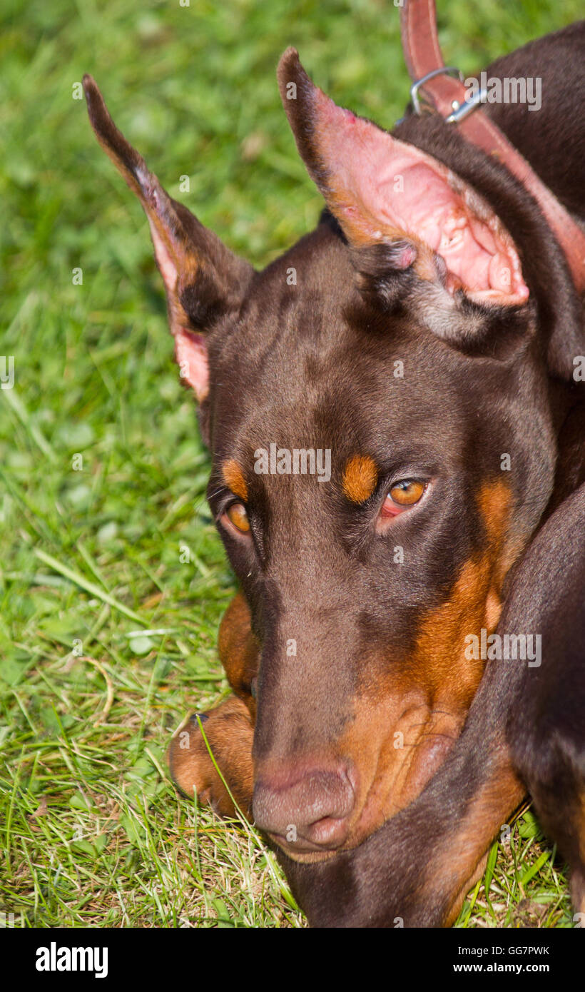 What Color Is A Purebred Doberman