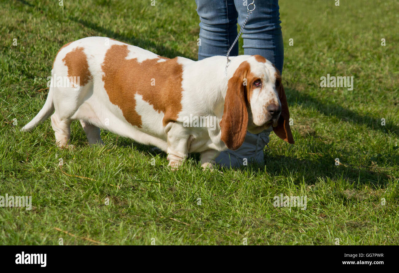 purebred basset hound Stock Photo - Alamy