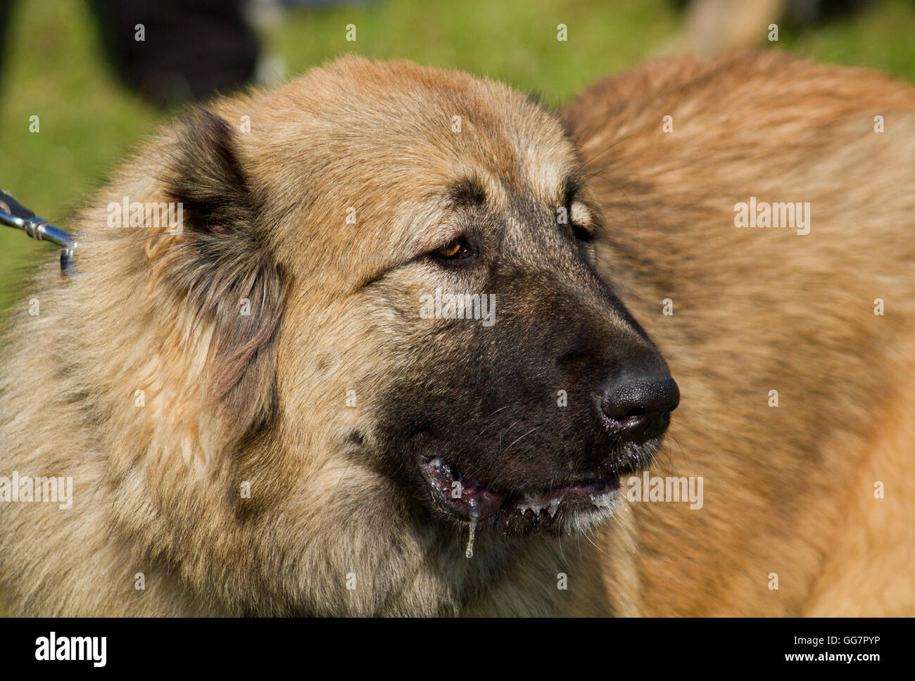 Purebred Caucasian Ovcharka or Caucasian Shepherd Dog Stock Photo - Alamy