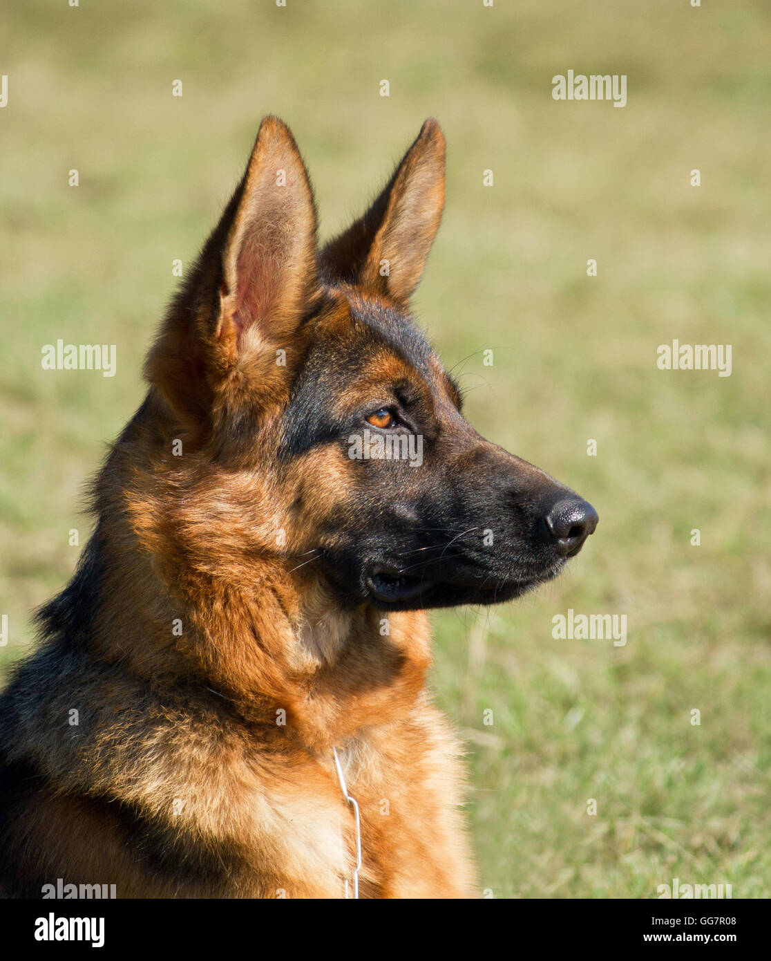German dog breeds hi-res stock photography and images - Alamy