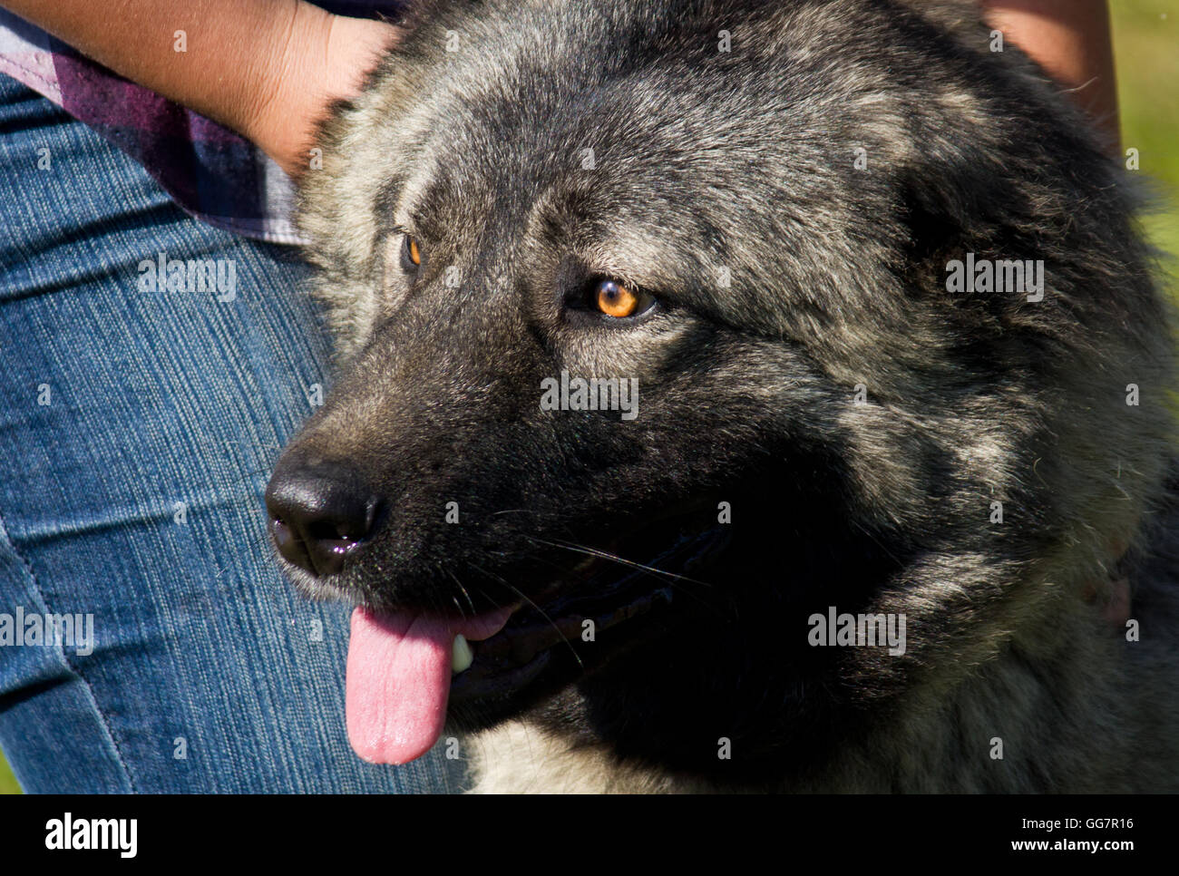 Are Caucasian Ovcharkas Intelligent Dogs