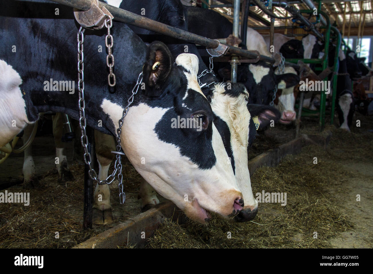 Holstein cattle hi-res stock photography and images - Alamy