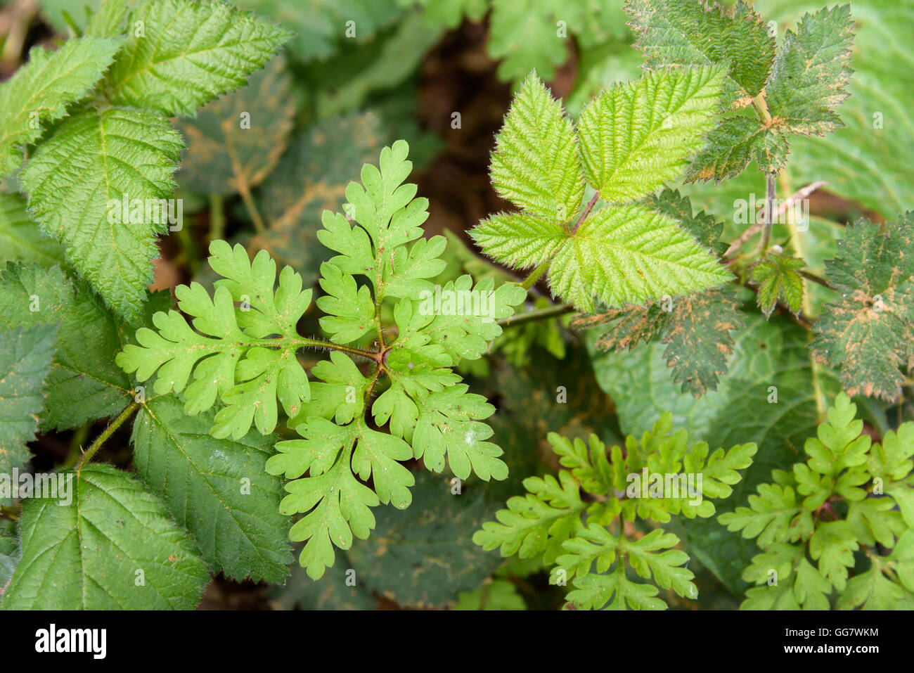 Fresh spring growth in the woods Stock Photo - Alamy