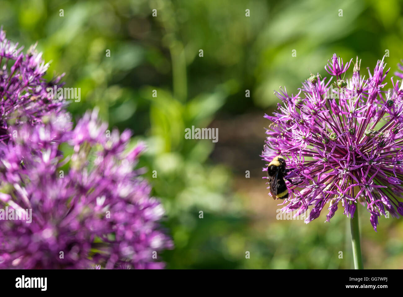Bumble bee on a purple allium in full bloom Stock Photo - Alamy