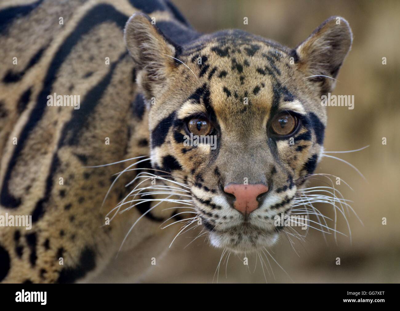 Clouded Leopard High Resolution Stock Photography and Images - Alamy
