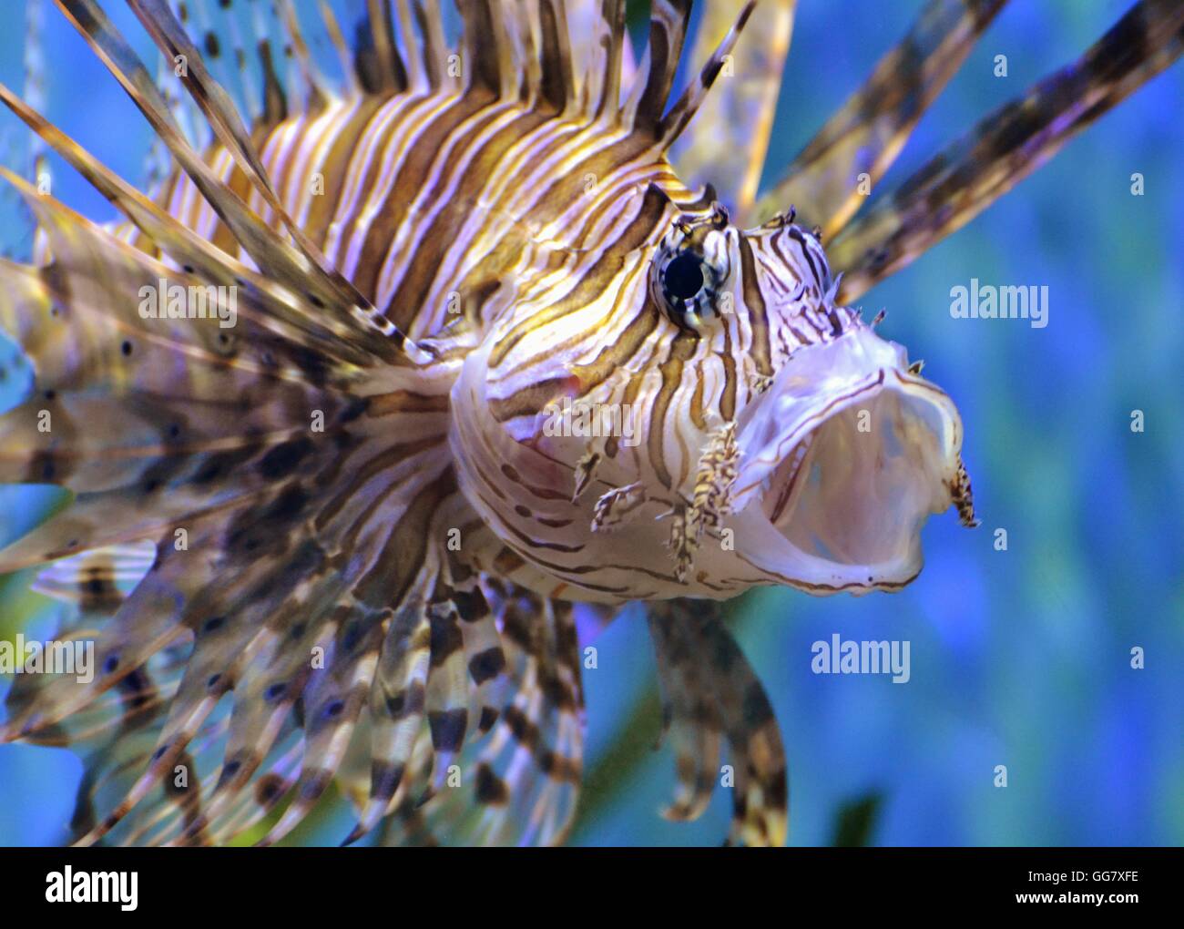 Lionfish Invasive Species