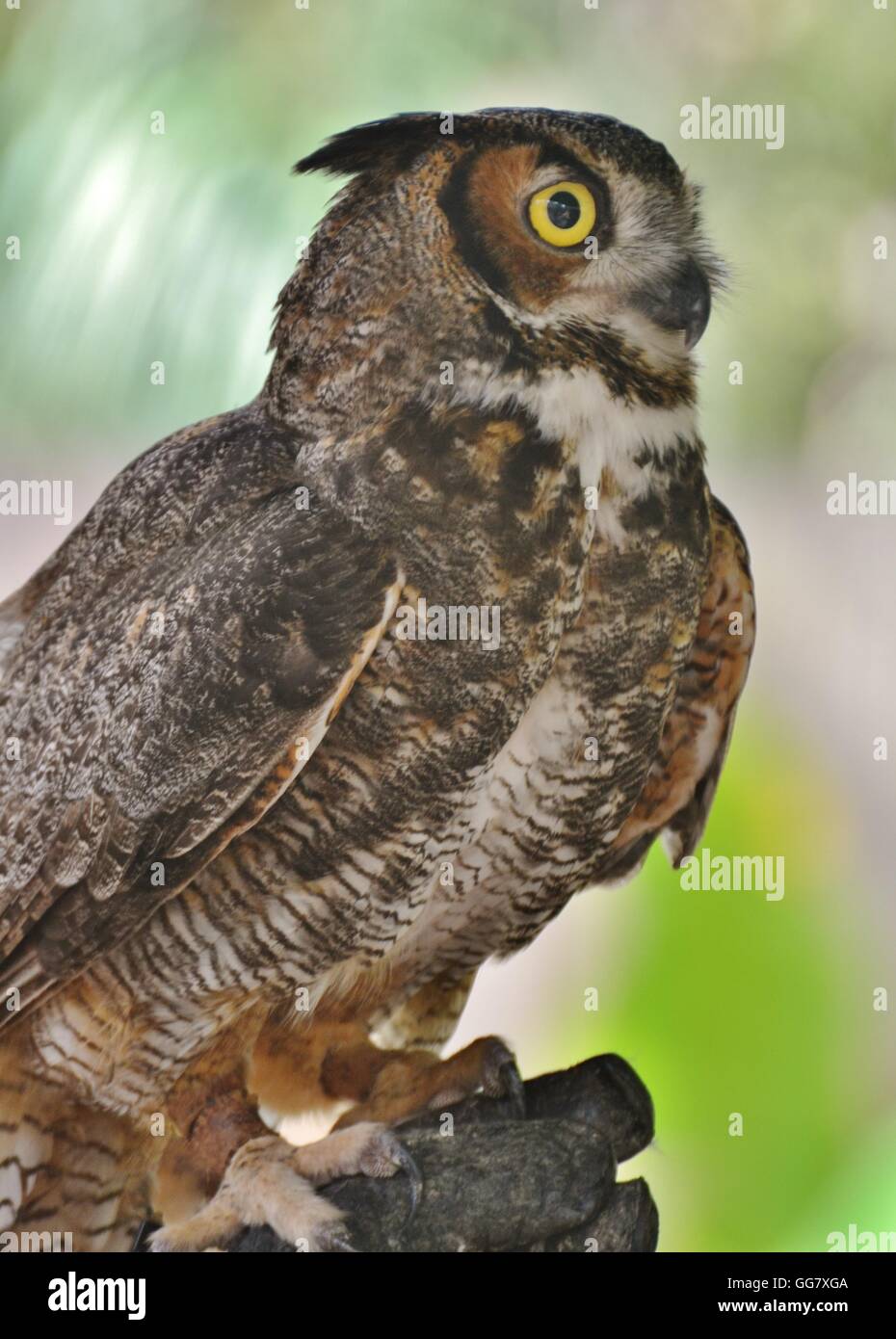 Tiger owl hi-res stock photography and images - Alamy