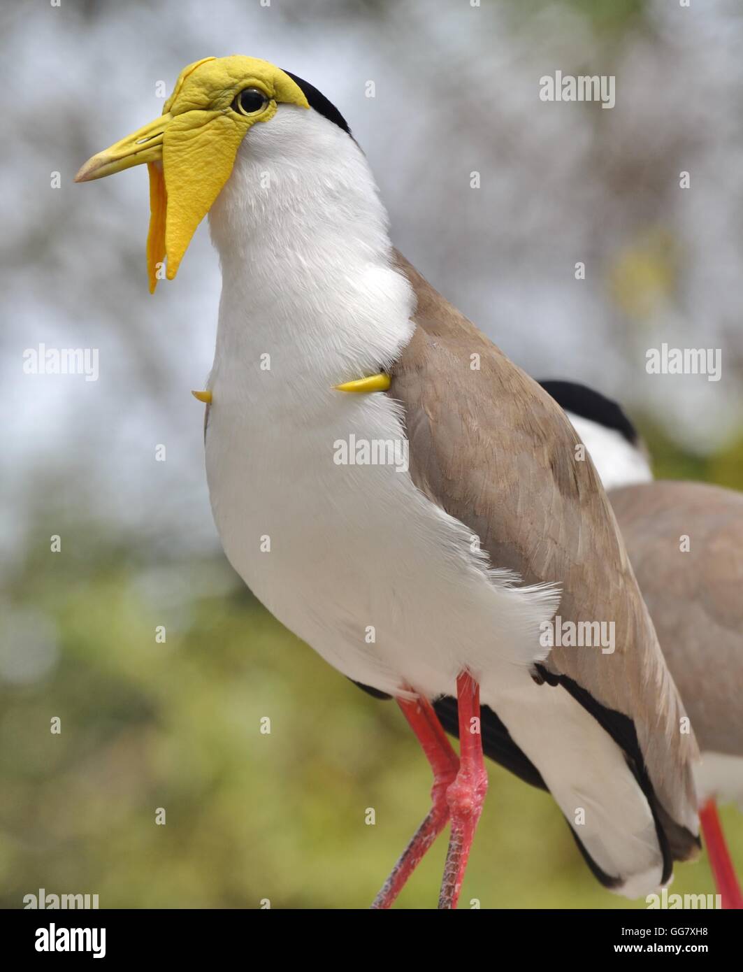Yellow plover hi-res stock photography and images - Alamy