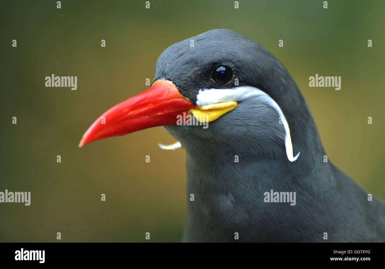 The Inca Tern (Larosterna inca), native to the Pacific Coast of South ...
