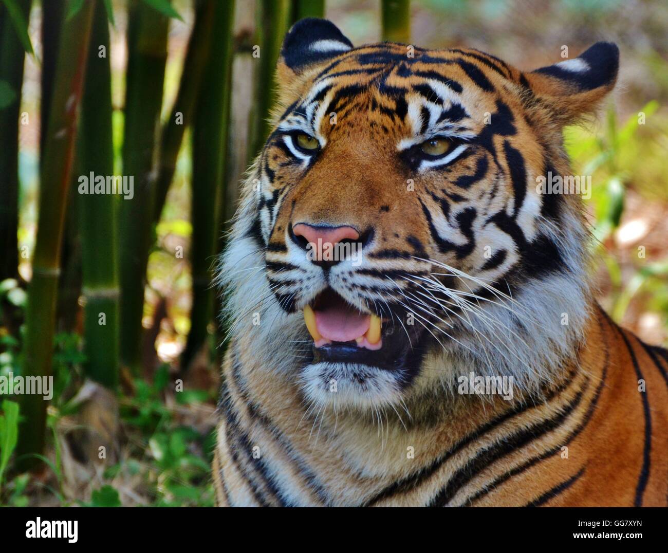 Tiger bamboo hi-res stock photography and images - Alamy