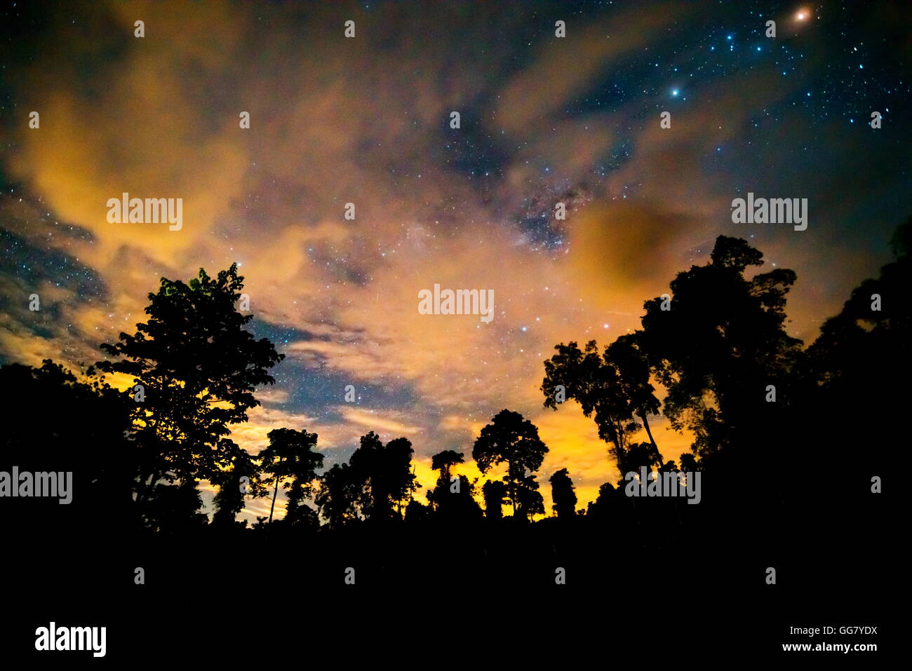 tree and milky way Stock Photo - Alamy