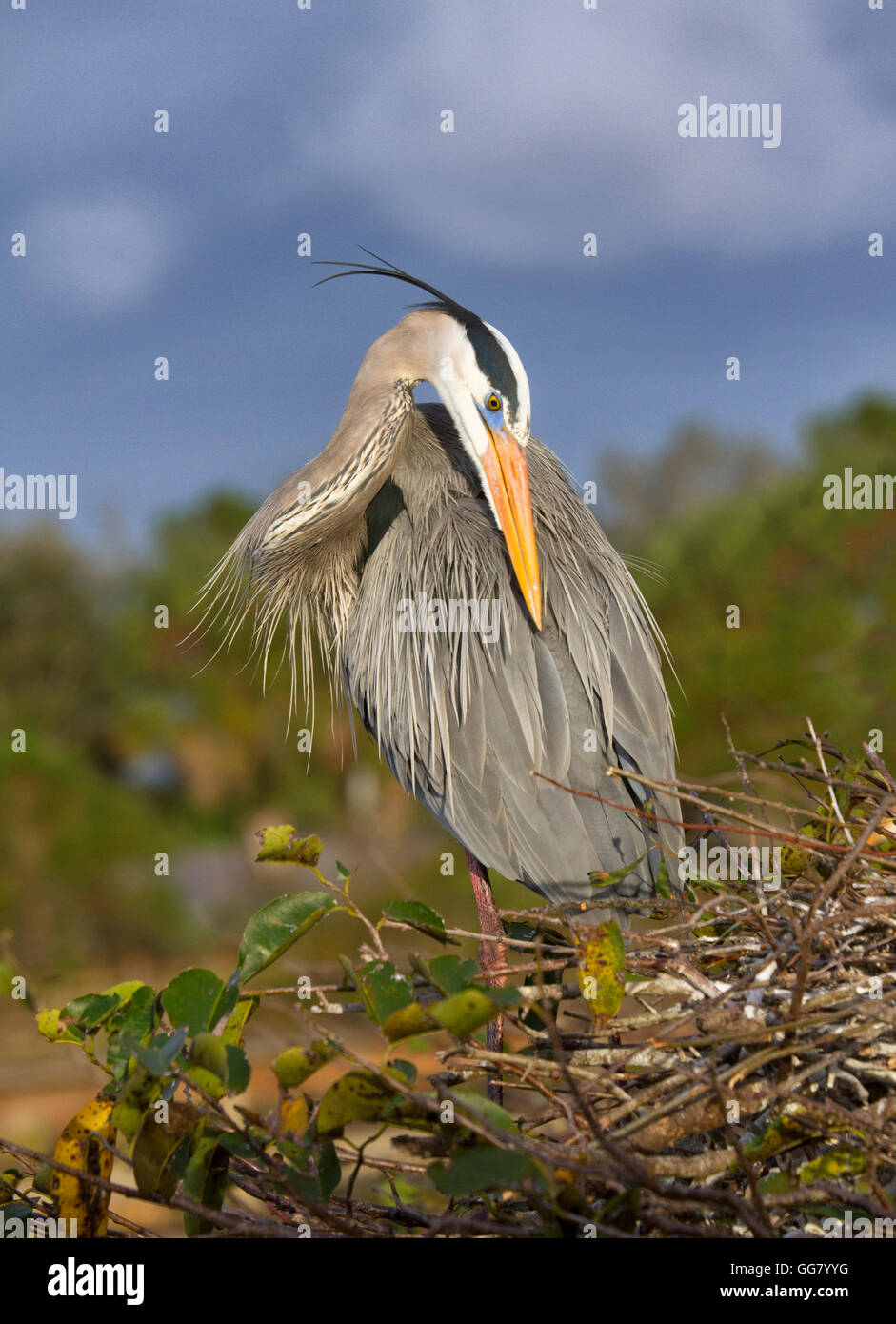 Mating pose hi-res stock photography and images - Alamy