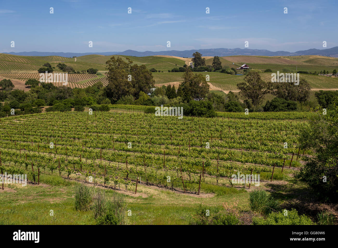 Carneros hills viewed from vineyards hi-res stock photography and ...