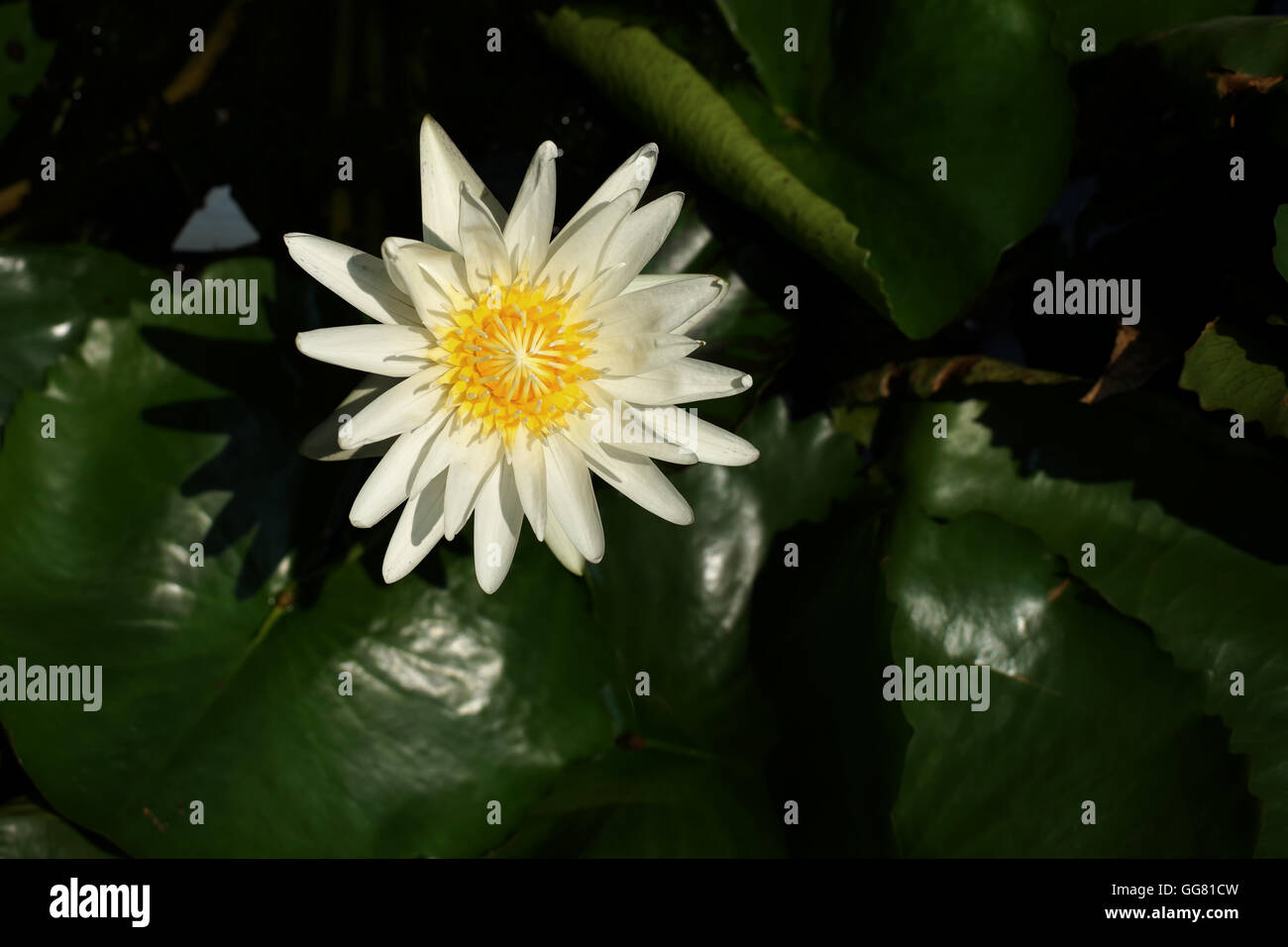 beautiful white water lily flower in the pond Stock Photo - Alamy