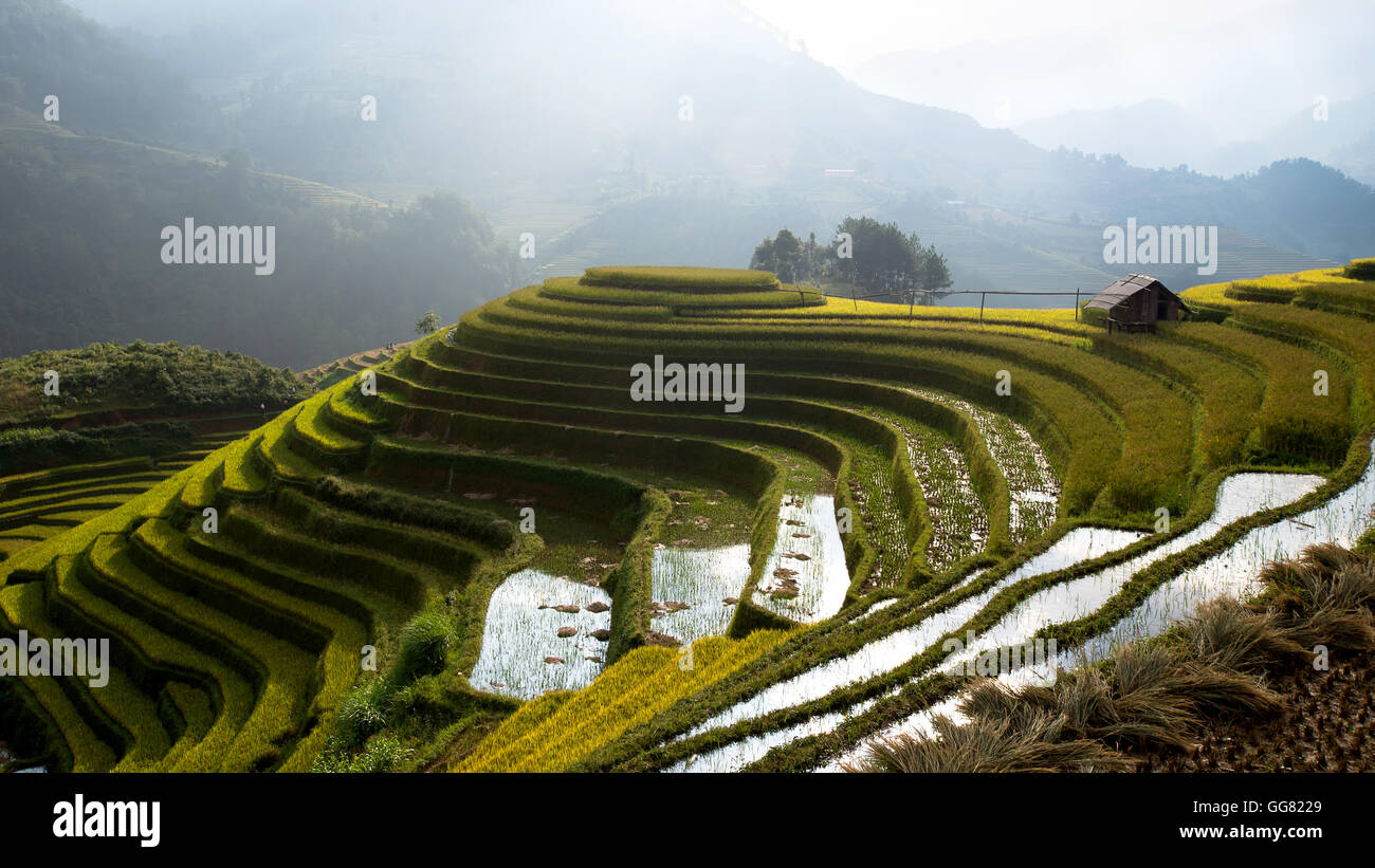 Rice fields on terrace in rainy season at Mu Cang Chai, Yen Bai ...