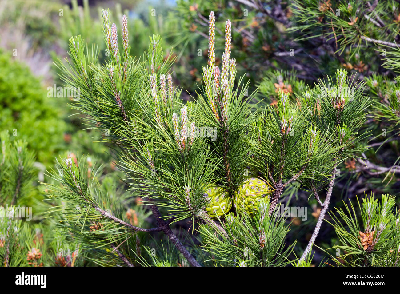 Pine tree twig hi-res stock photography and images - Alamy