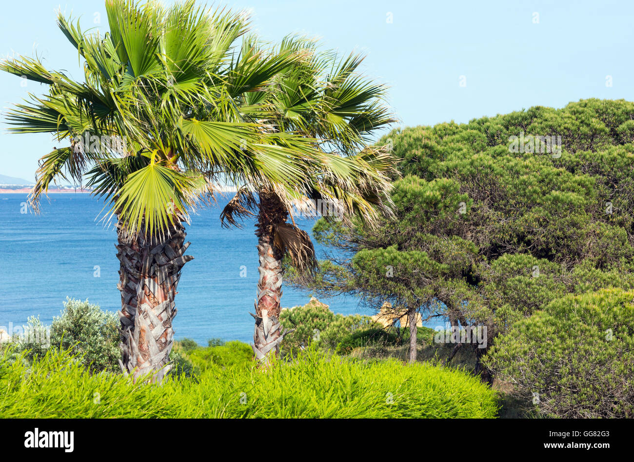 Palm tree on ocean shore on sky and water background Stock Photo - Alamy