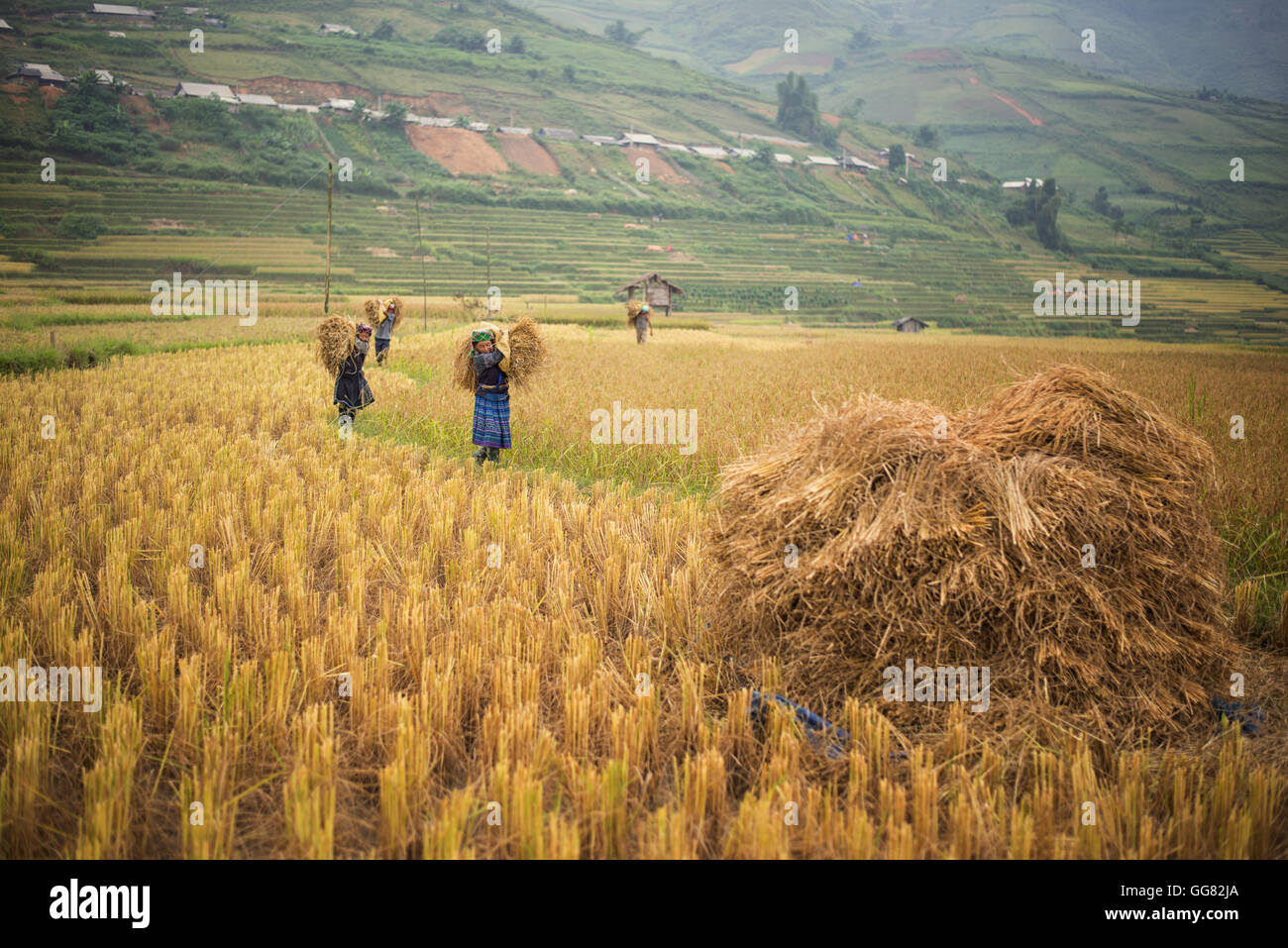 Rice fields on terrace in rainy season at Mu Cang Chai, Yen Bai ...