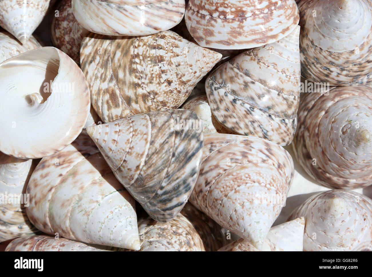 Rare shells hi-res stock photography and images - Alamy