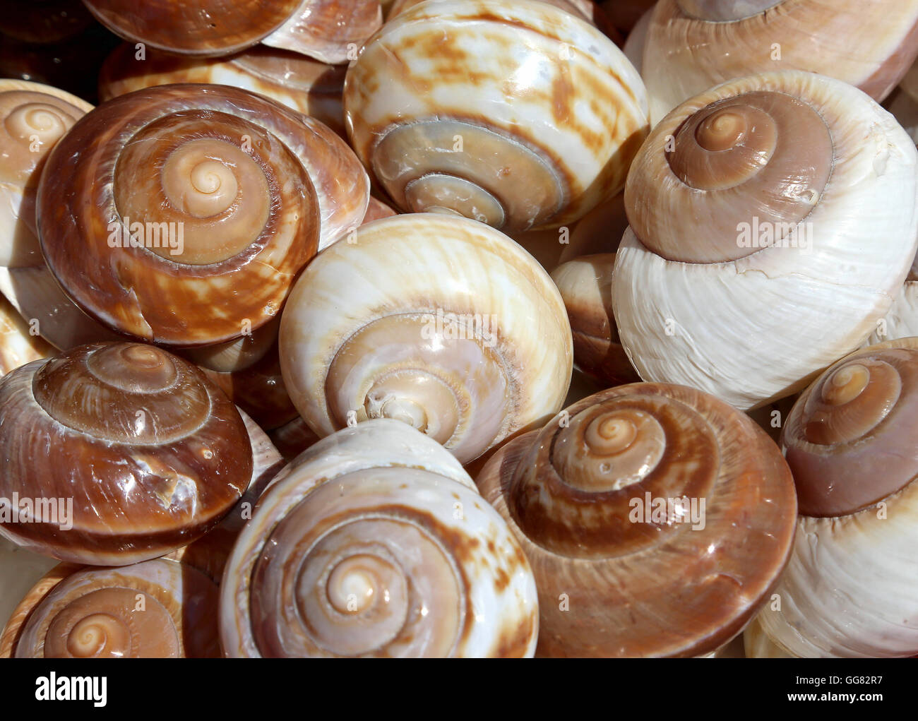 background of many rare shells for sale in the gift shop Stock Photo ...