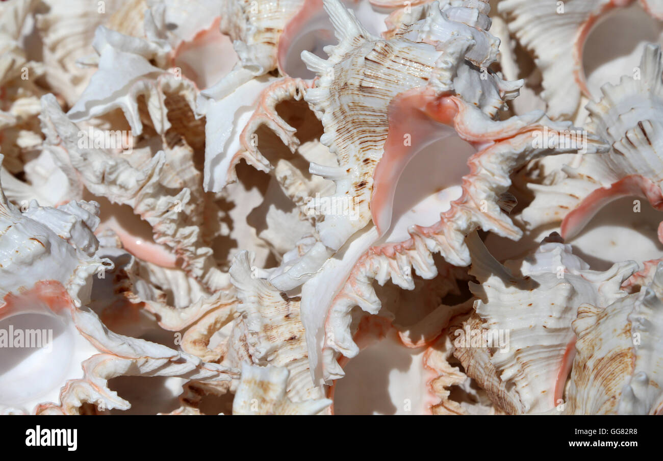 Rare shells hi-res stock photography and images - Alamy