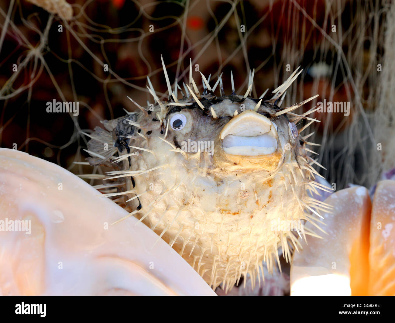big puffer fish for sale at a souvenir shop in the Caribbean Stock ...