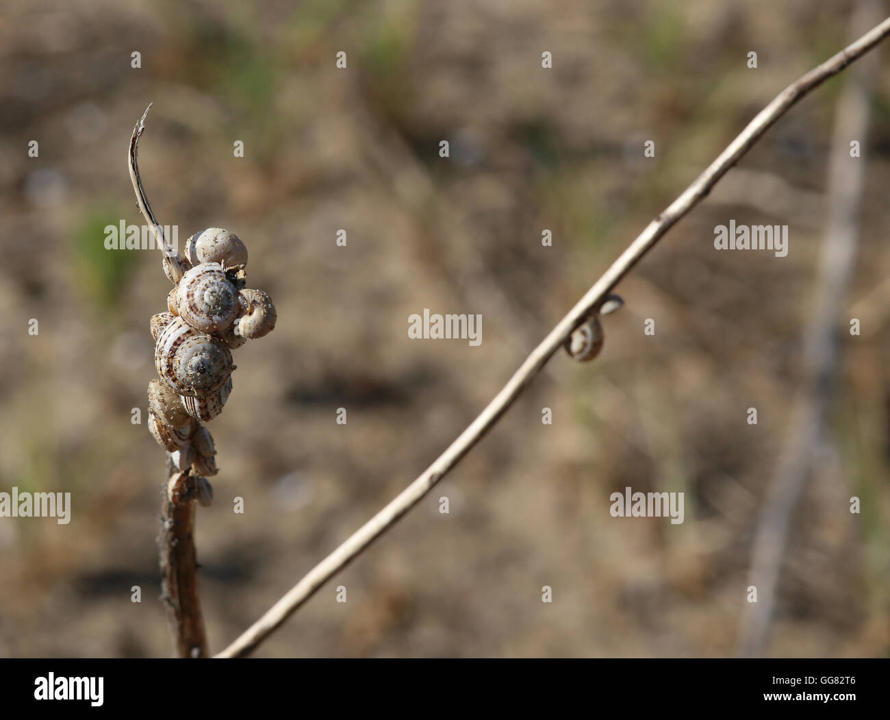 Snails sea food hi-res stock photography and images - Alamy