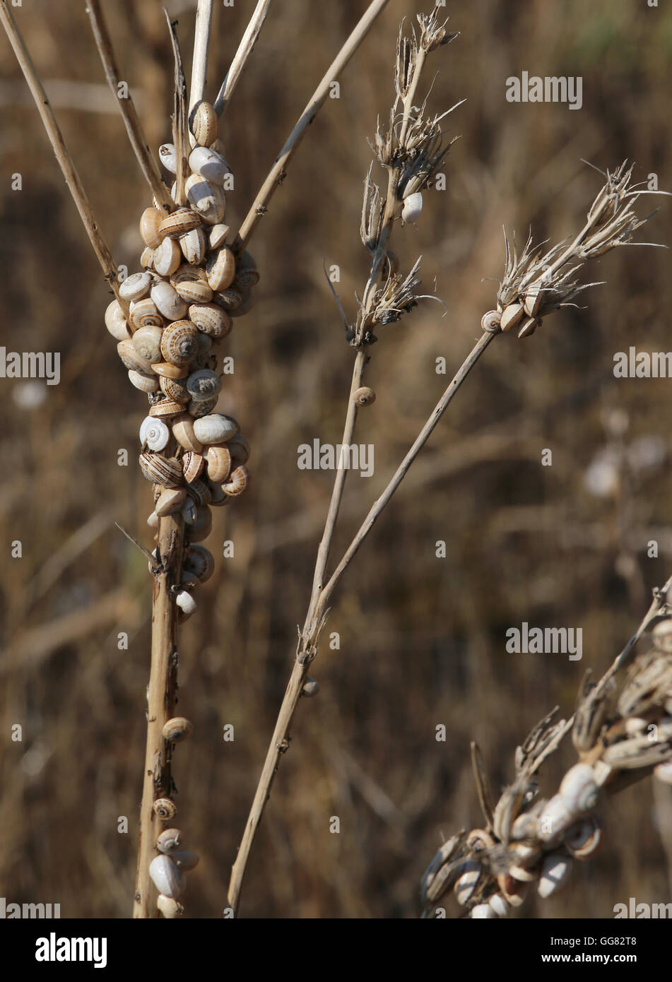 many small snails clinging to the dried plant near the beach of the ...