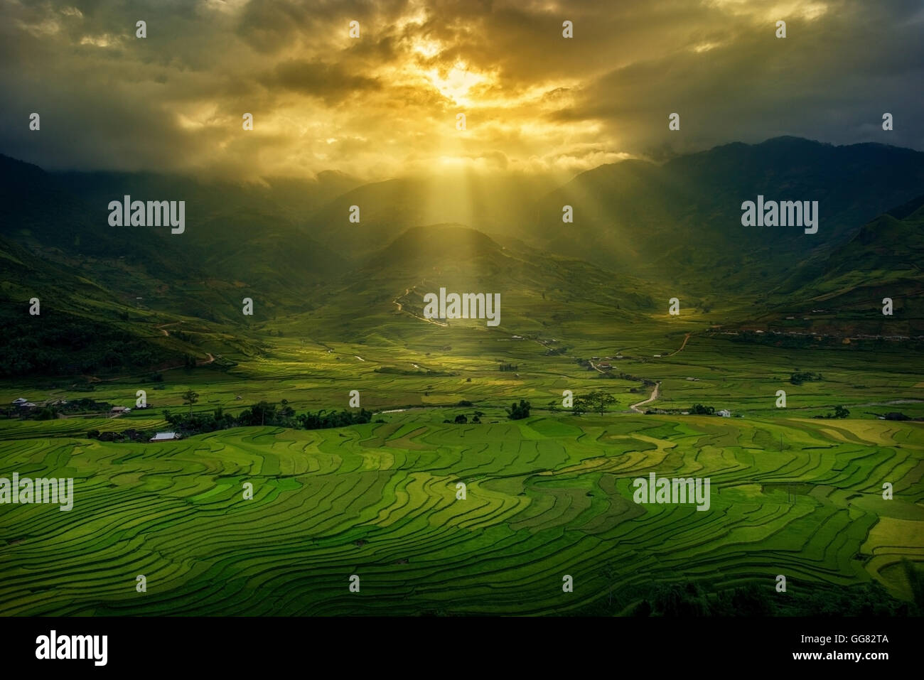 Rice fields on terrace in rainy season at Mu Cang Chai, Yen Bai ...