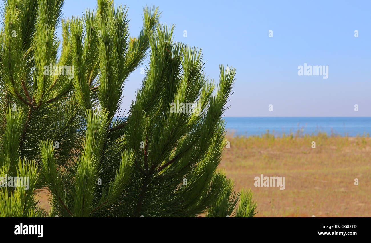 Pinus backgrounds hi-res stock photography and images - Alamy