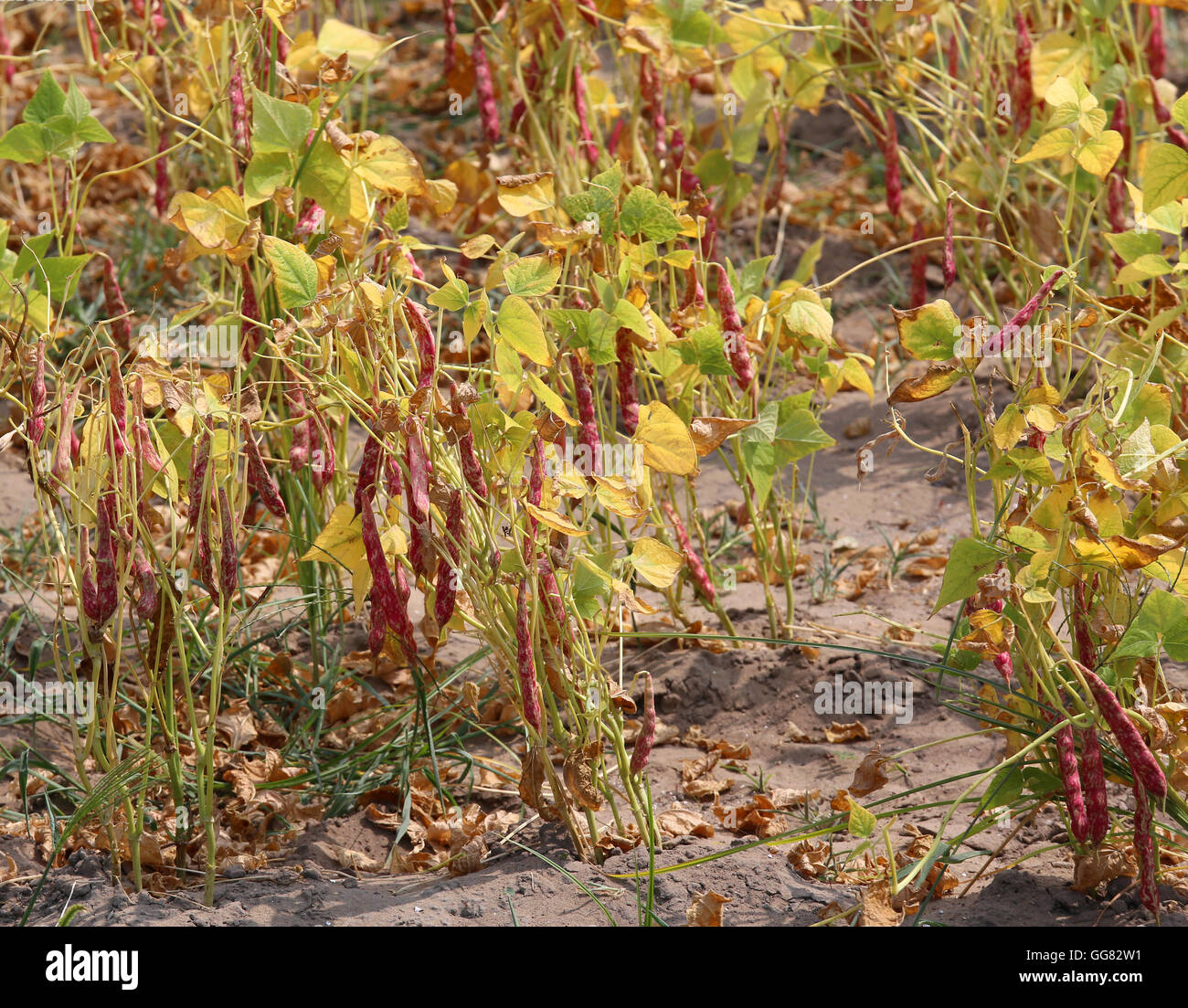 many bean plants with pods in large outdoor vegetable garden Stock ...