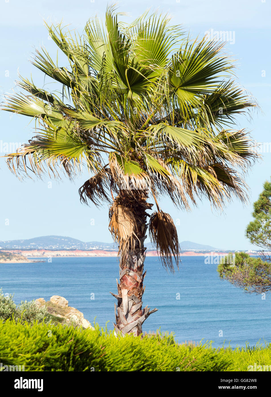 Palm tree on ocean shore on sky and water background Stock Photo - Alamy