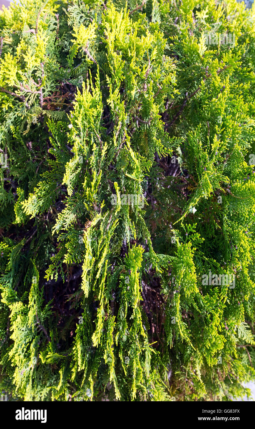 Closeup view of thuja tree twigs (cypress family). Nature background ...
