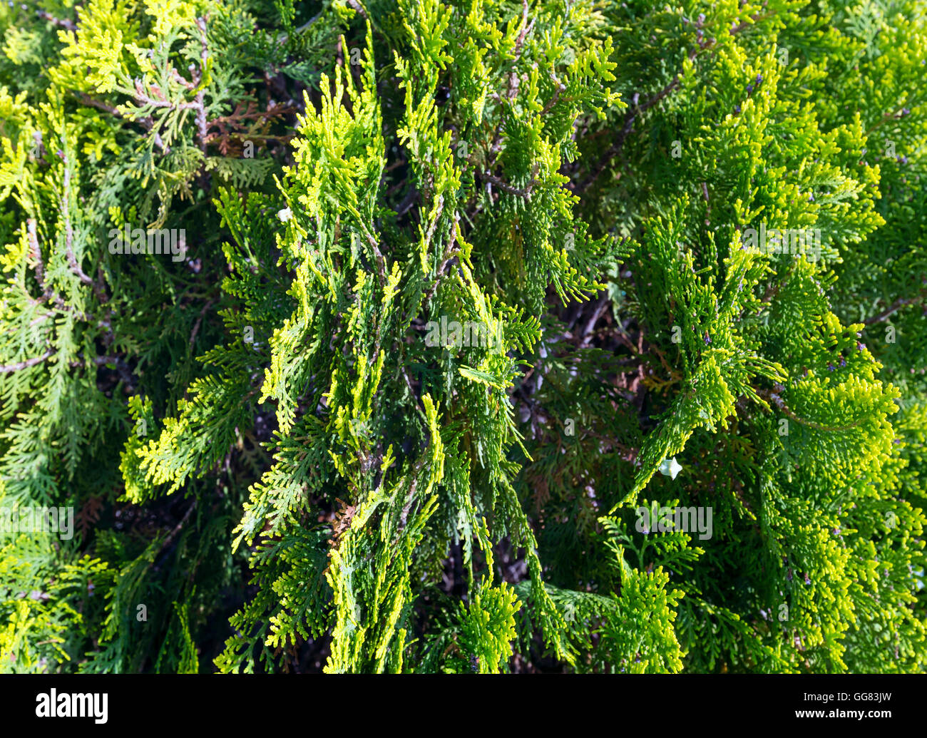 Closeup view of thuja tree twigs (cypress family). Nature background ...