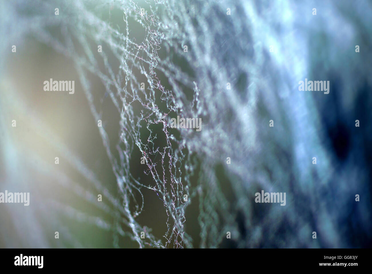 Messy cobweb hi-res stock photography and images - Alamy