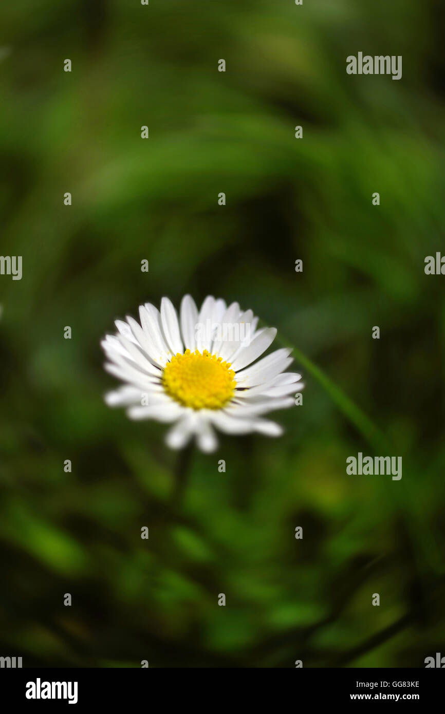 Daisy / Weed Stock Photo - Alamy