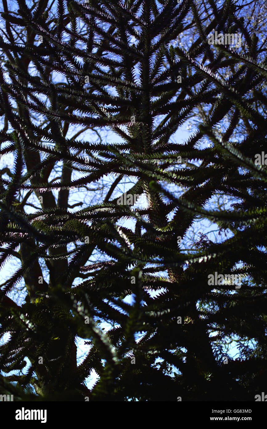 Monkey Puzzle Tree / Spiky tree Stock Photo - Alamy