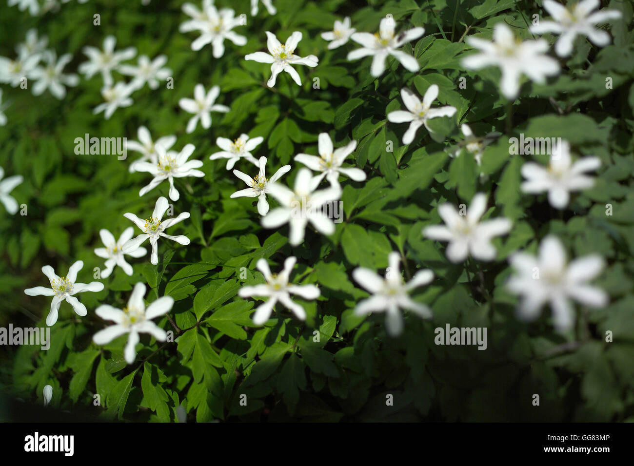 Wood Anenome / Spring flowers Stock Photo - Alamy