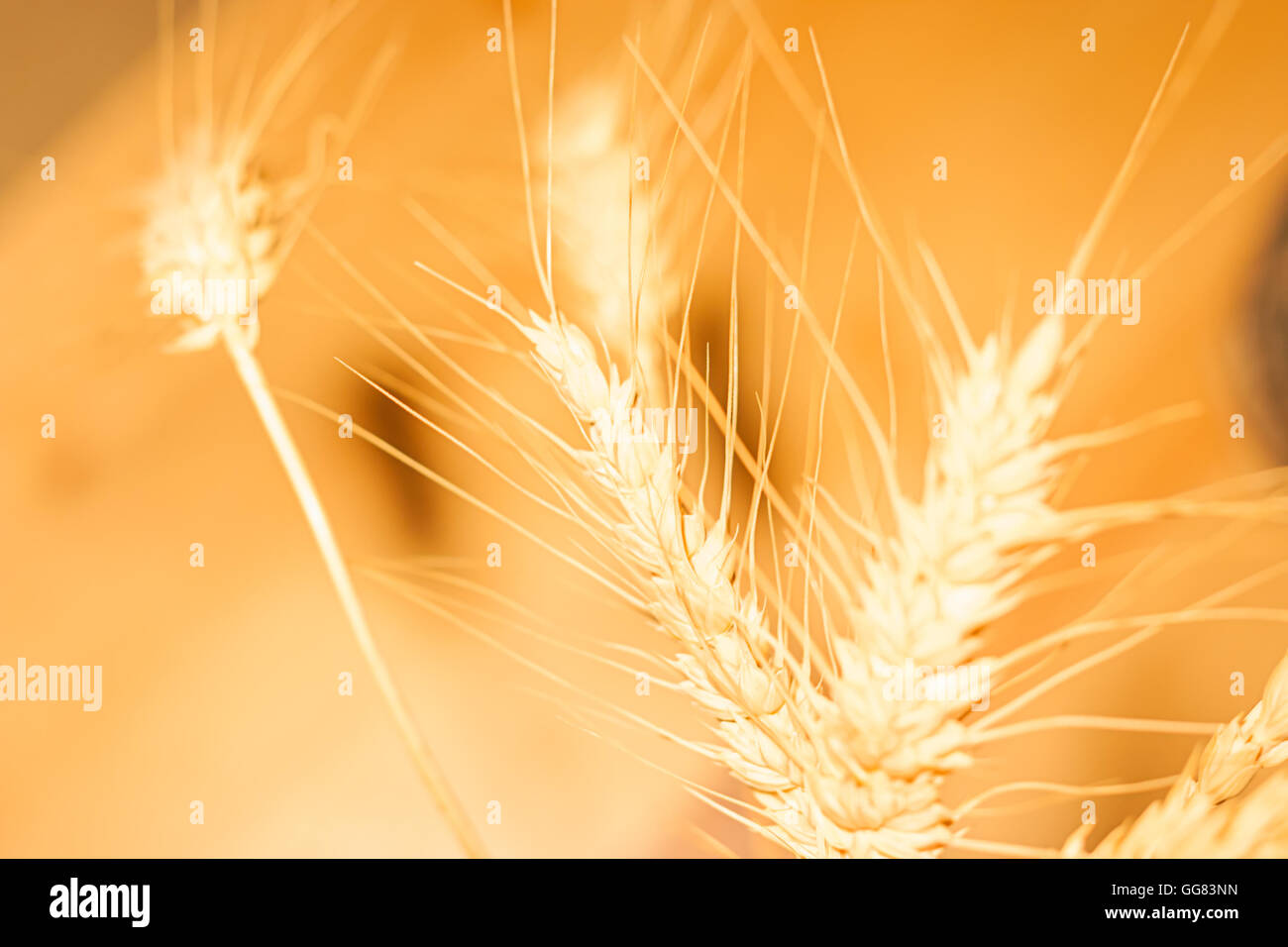 Abstract background of yellow wheat warm colors Stock Photo - Alamy