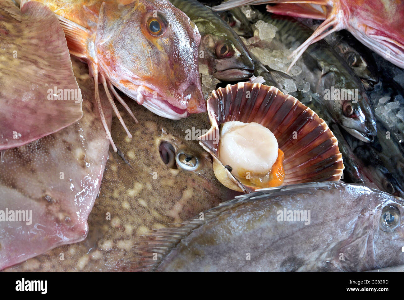 Fresh fish stall Stock Photo - Alamy