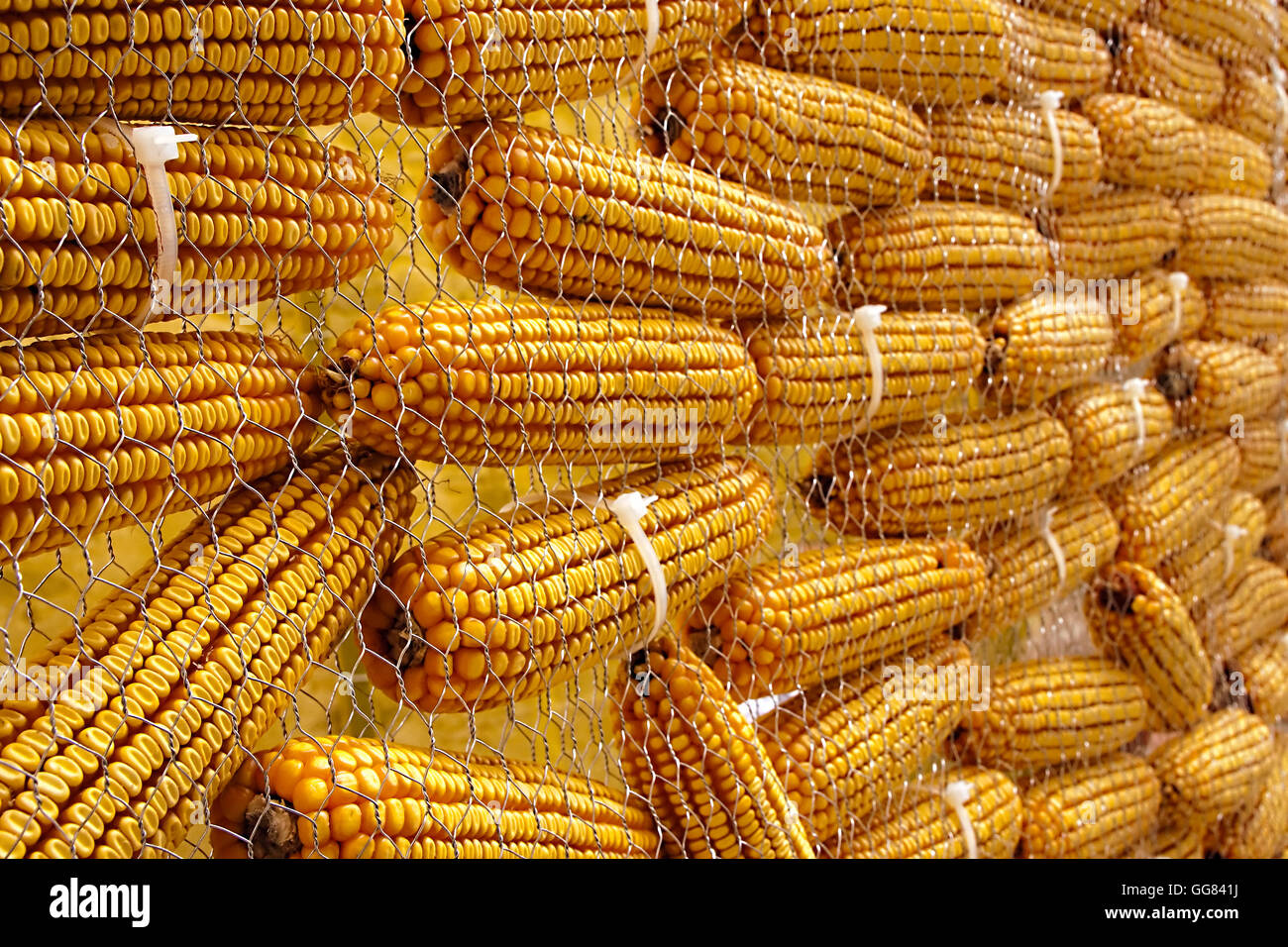 Composition of corn cobs Stock Photo - Alamy