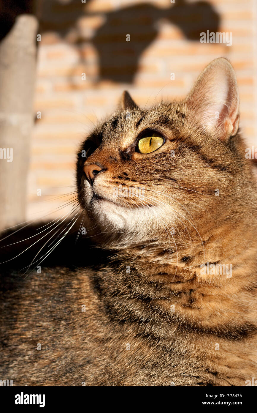 Cat concentrate while watching their prey Stock Photo - Alamy