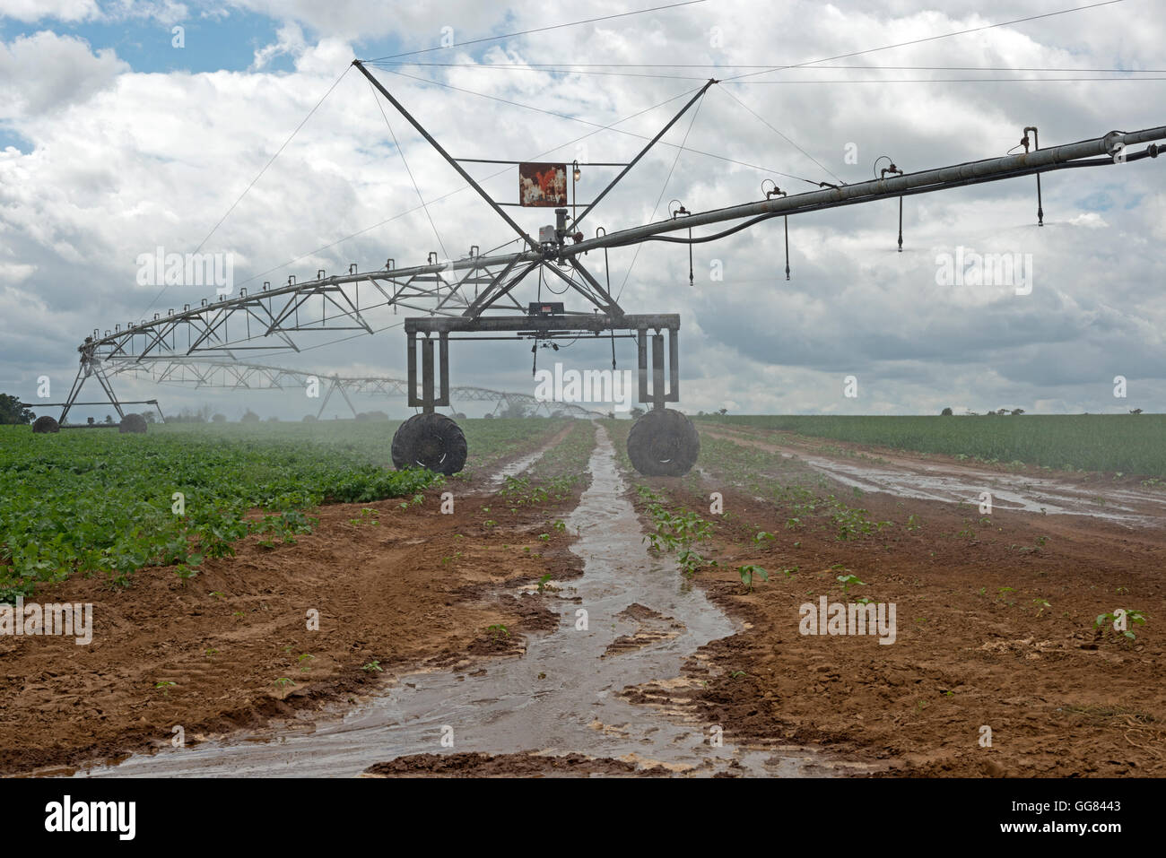 Self-propelled irrigation system watering potatoes, Hollesley, Suffolk ...