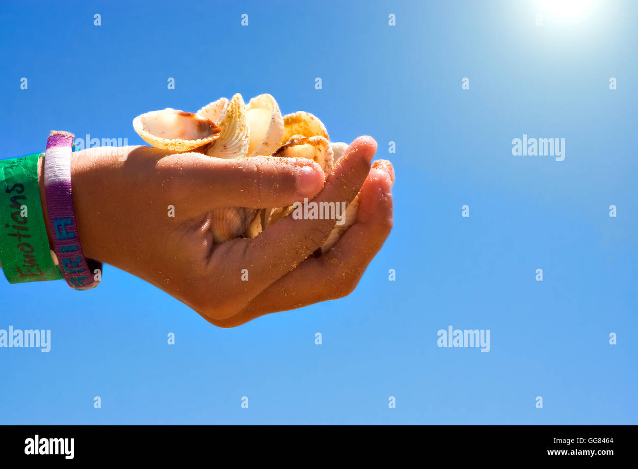 Hand full of shells collected on the beach Stock Photo - Alamy