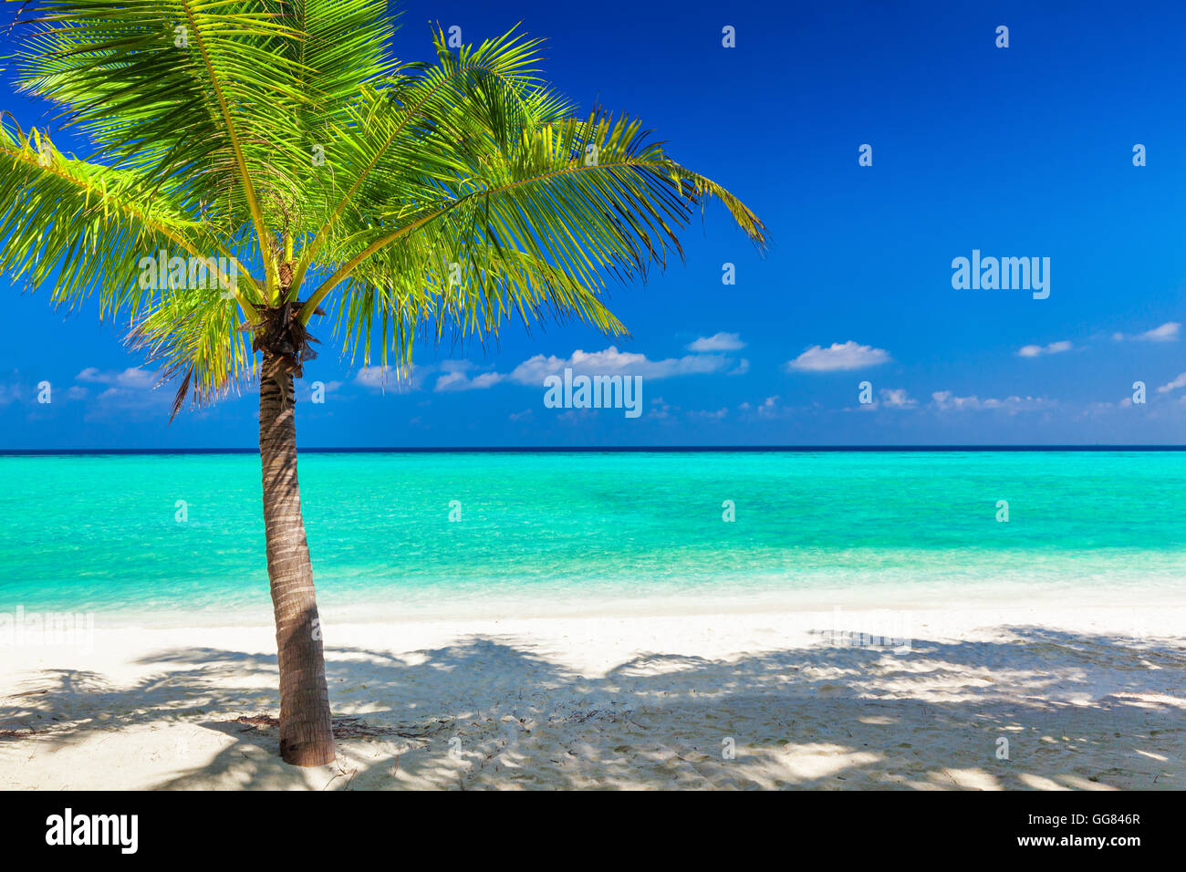 Single vibrant coconut palm tree on a white tropical beach of Maldives ...
