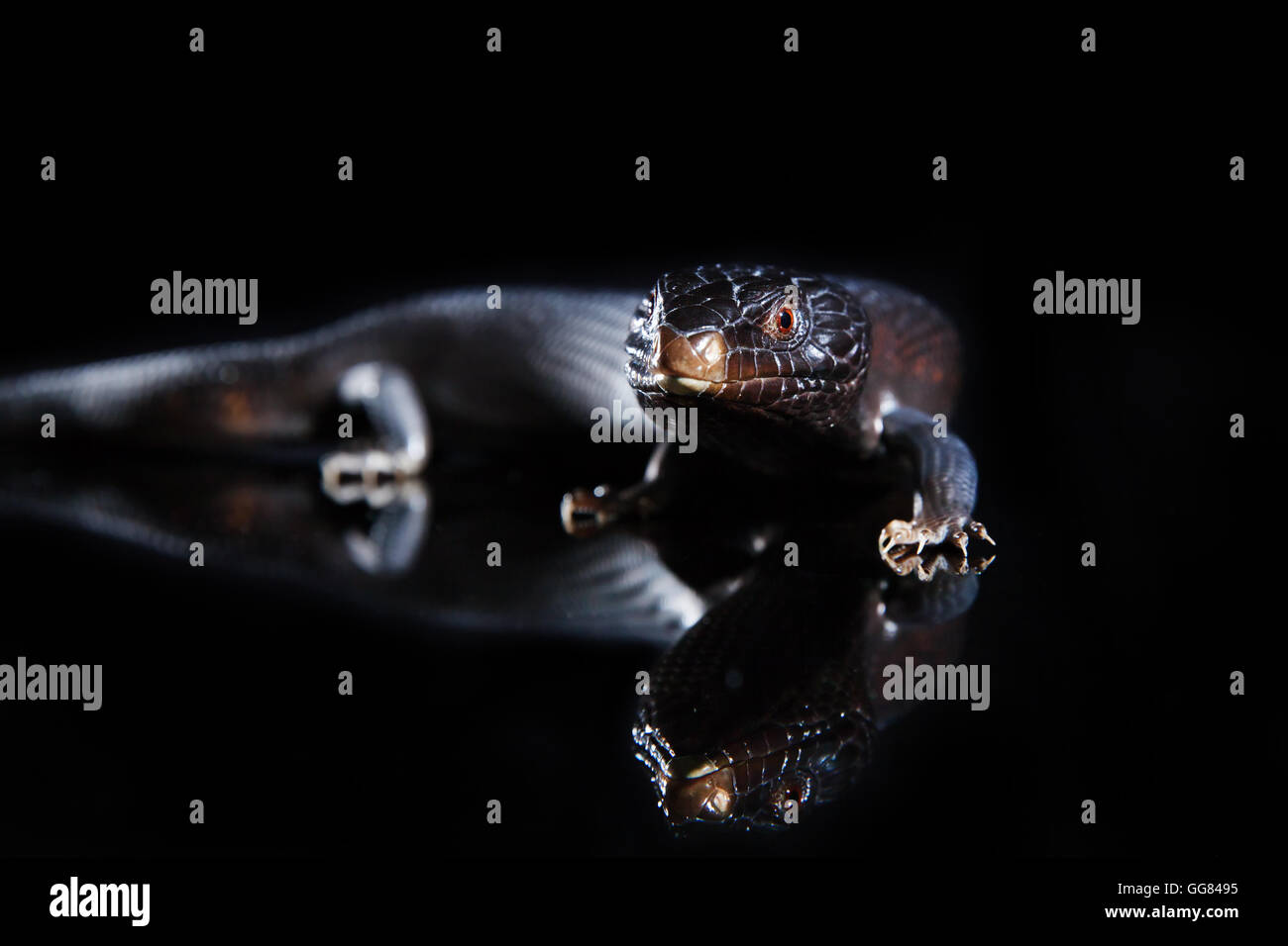 Black blue tongued lizard in dark shiny mirror environement Stock Photo ...
