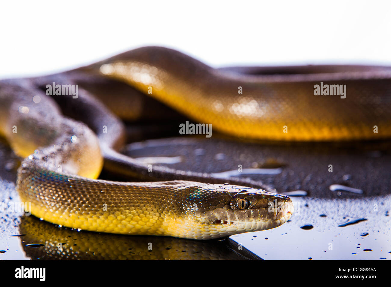 Rainbow snake australia hi-res stock photography and images - Alamy