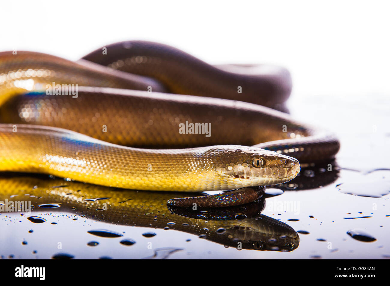 Rainbow serpent australia hi-res stock photography and images - Alamy