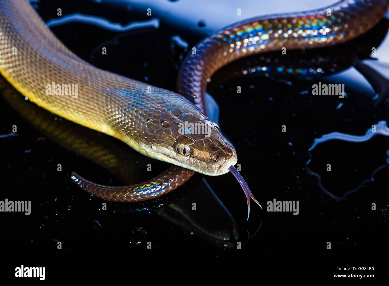 Single Rainbow Serpent Water Python - Liasis fuscus - isolated on black ...